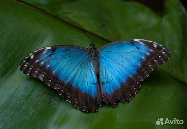 Живые тропические бабочки