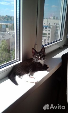 Котенок девочка 2 месяца