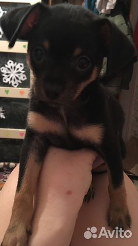 Щенок мини той-терьер (мальчик)