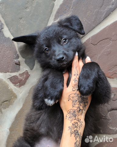 Щенок ищем дом и семью
