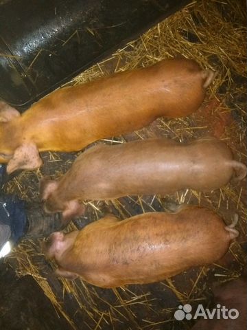 Кабанчики 20 кг Дюрок, Темворс