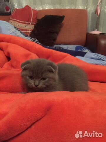 Британка вислоушка