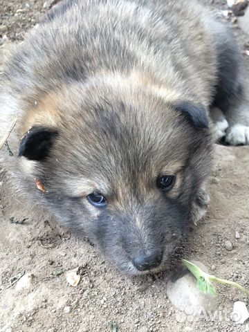 Щенок зс лайки