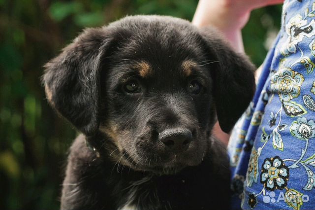 Милаш Денвер в дар