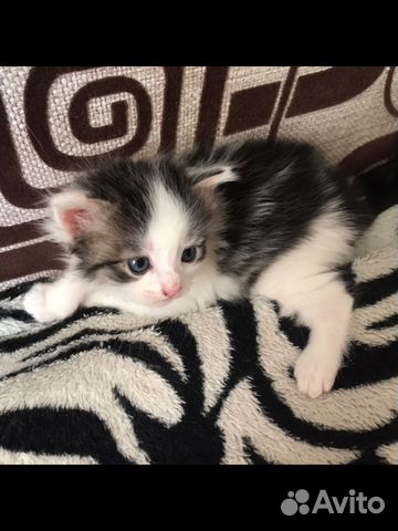 Котёнок, девочка, смесь с сибирской породой