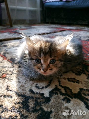 Котята, рождённые в Пасху