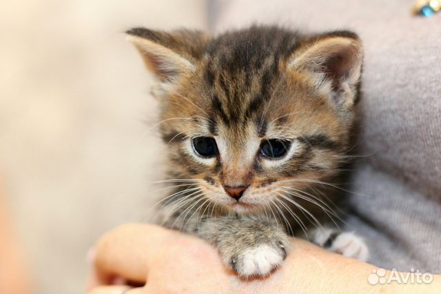 Малыш Лорд в добрые руки