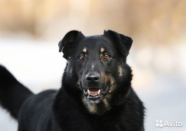 Грей -роскошный, сильный, умный и крупный кобель