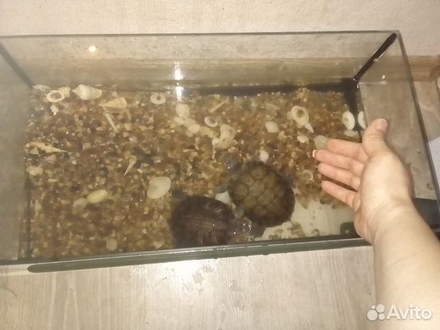 Нагрев для аквариума,фильтр,корм черепахам