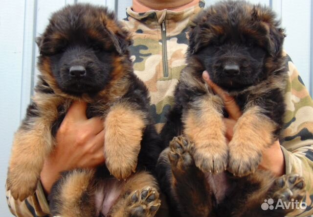 Длинношёрстные Щенки Немецкой овчарки, 1,5 мес