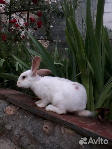 Кролик бабочка (мальчик 7мес.)