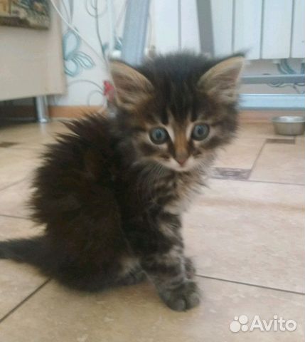 Котёнок