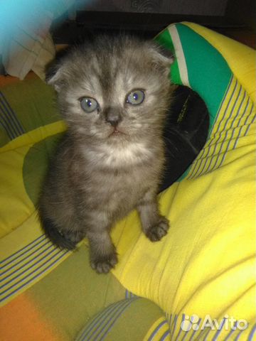 Котёнок Шотладский