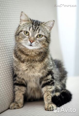 Прекрасная Софочка ищет дом