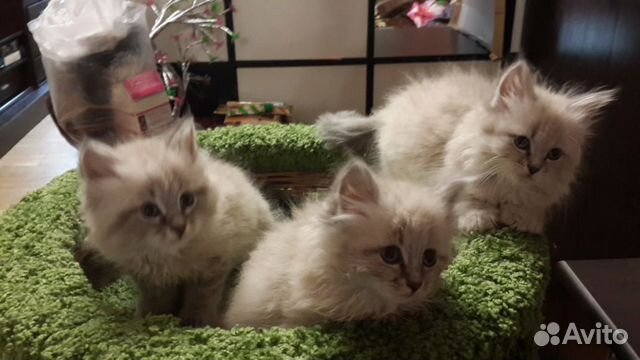 Котенок Невская маскарадная и сибирский