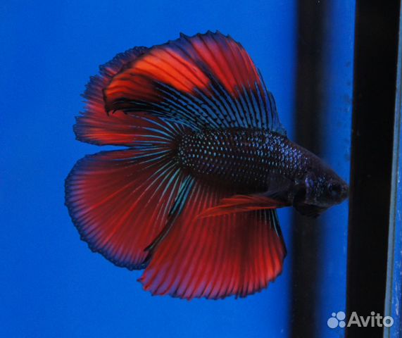 Петушки (Betta Splendens)