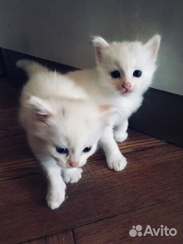 2 котенка М и Ж