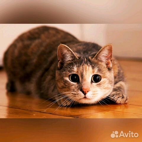 Кошечки, котики и котята
