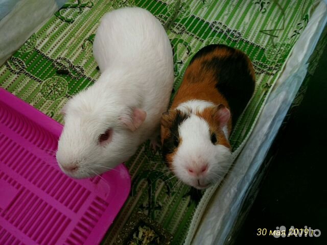 Морские свинки