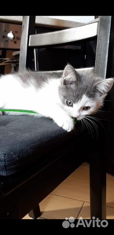 Котёнок Ненси ищет дом
