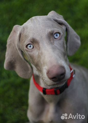 Веймаранер щенок от рабочих родителей