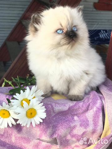 Великолепные невские маскарадные котята