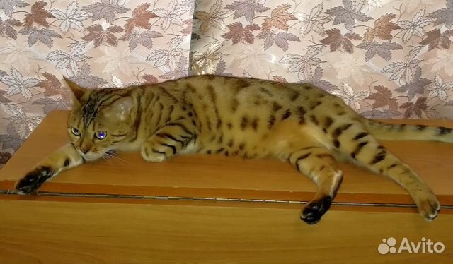 Отдадим бенгальскую кошечку
