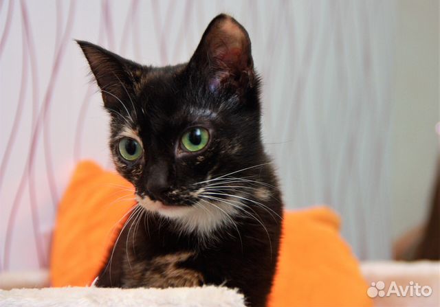 Котенок 5,5 мес