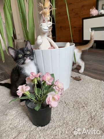 Счастливые котята