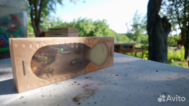 Плодные матки