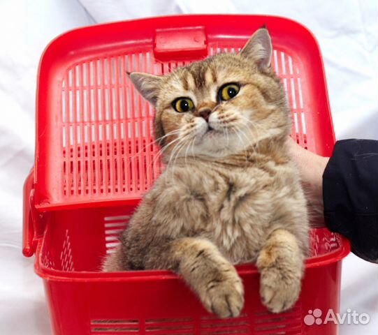 Очень близкий метис шотландки (золотая шиншила)