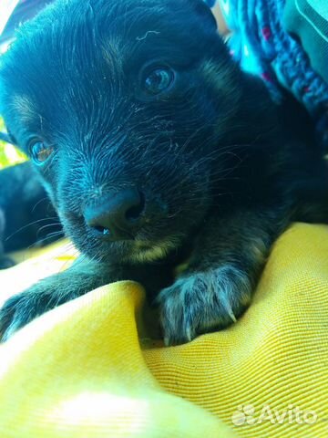 Щенята ищут дом