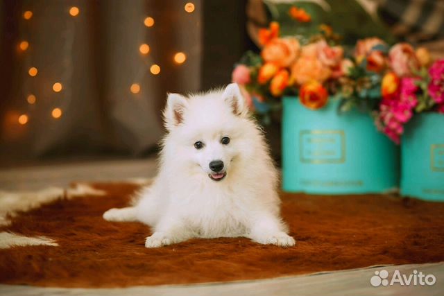 Кобелек 4 мес. Японский шпиц