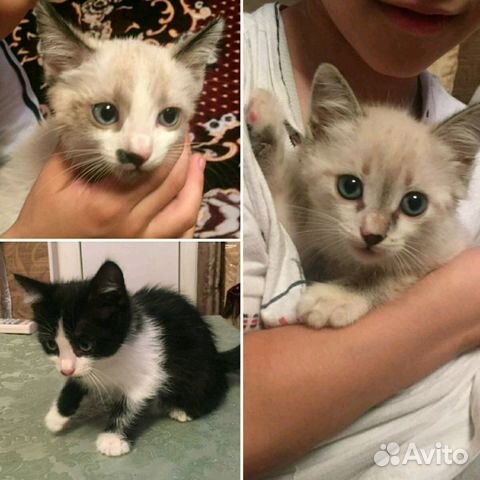 Котята метисы 1,5мес, мальчики и девочки