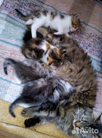 Возьмите себе счастье в дом