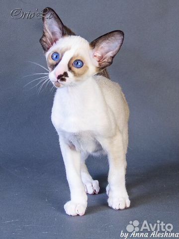 Сейшельский котик