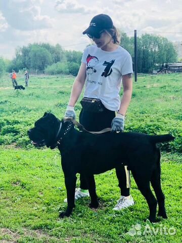 Кане Корсо Прайзи отдадим в добрые руки