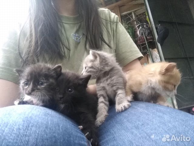 Симпатичные котята в добрые руки