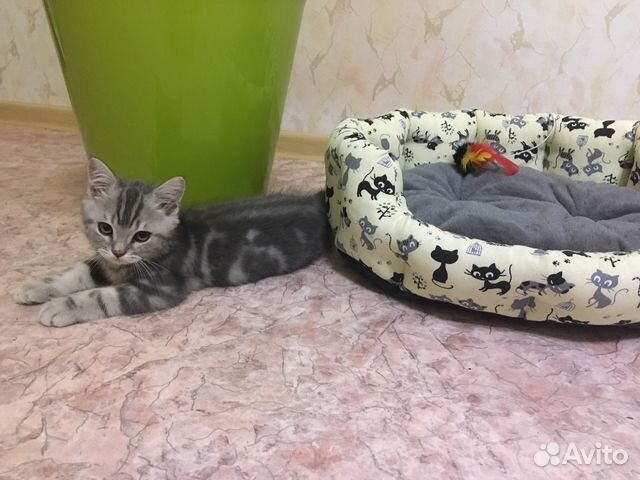 Котёнок в добрые руки