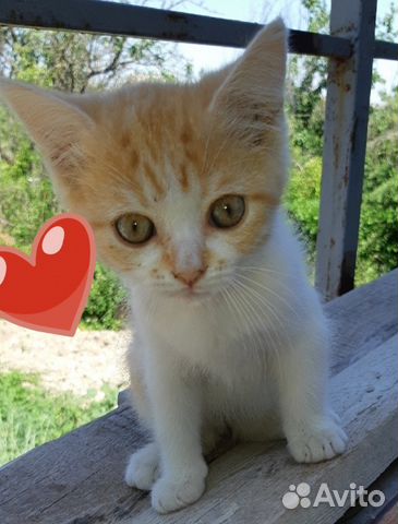 Симпатичный рыжий котенок ищет себе дом