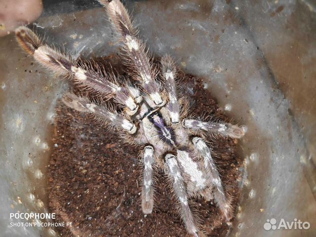Паук птицеед Poecilotheria regalis