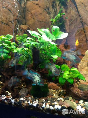 Рыбки Нанакара