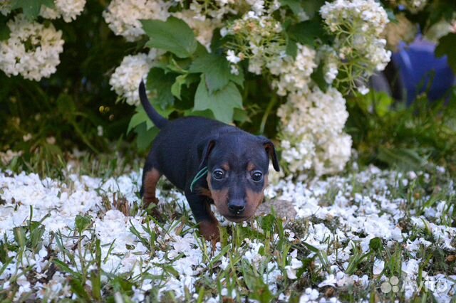 Цвергпинчер