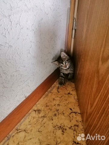 Тигровый котёнок