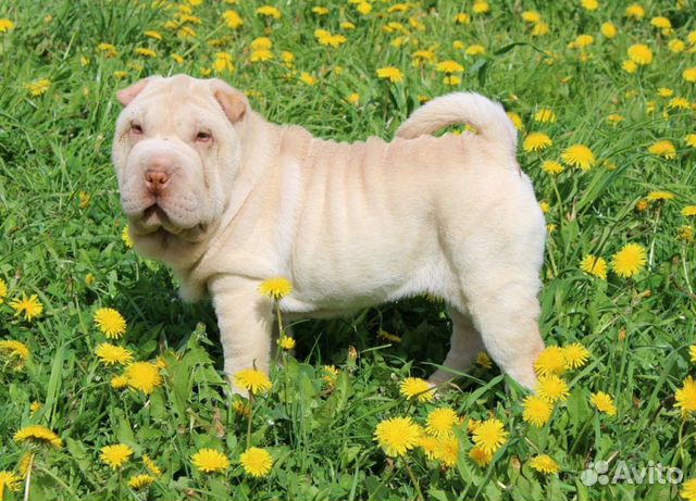 Кремочка девочка от Чемпиона