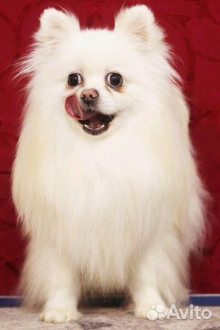 Взрослый шпиц