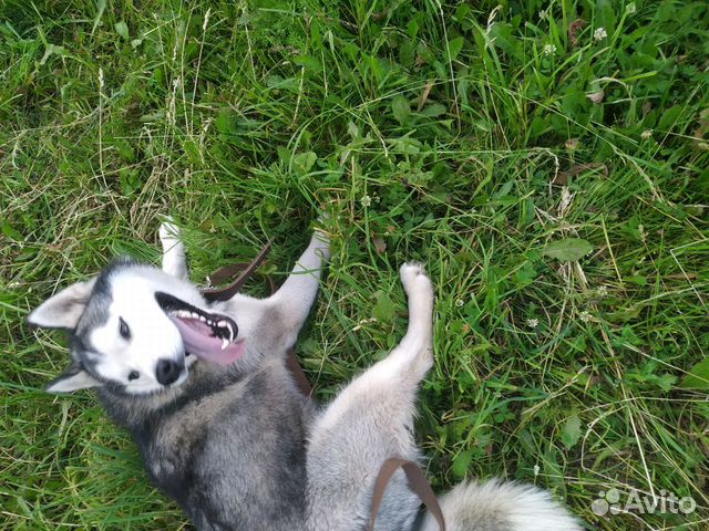 Продам хаски