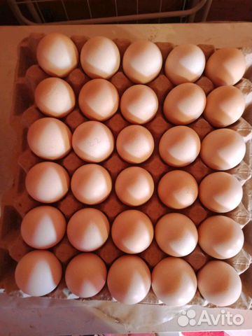 Яйцо бройлера