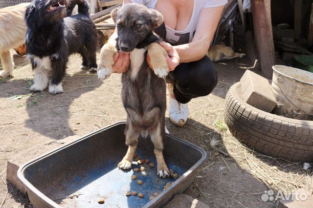 Щенок, мальчик, 2 мес, щенки, щенята, собаки, кобе