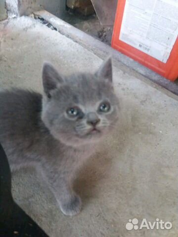 Британские котята